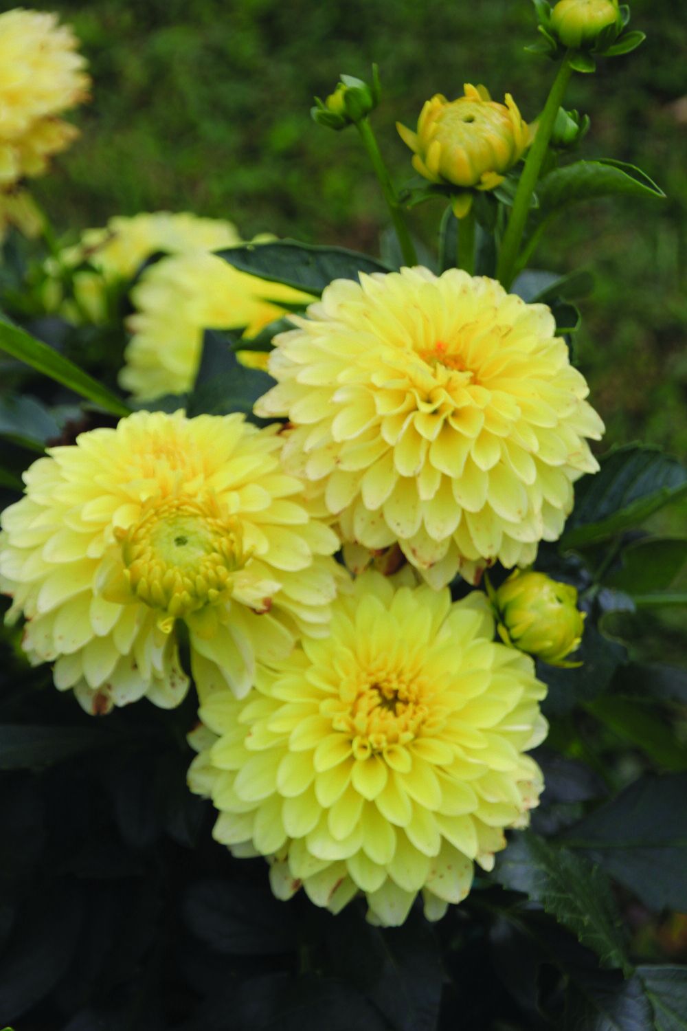 Bulbe annuelle: le Dahlia - Les Aménagements Fleurs-O-Pavé