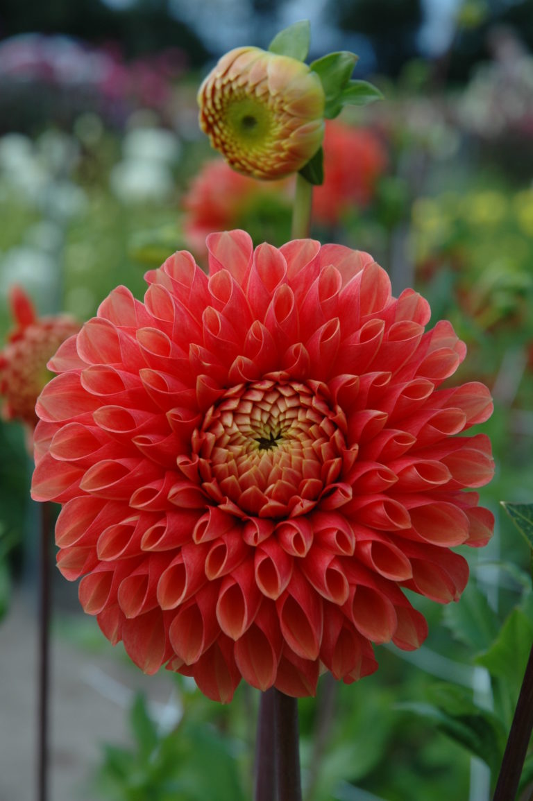 Bulbe annuelle: le Dahlia - Les Aménagements Fleurs-O-Pavé