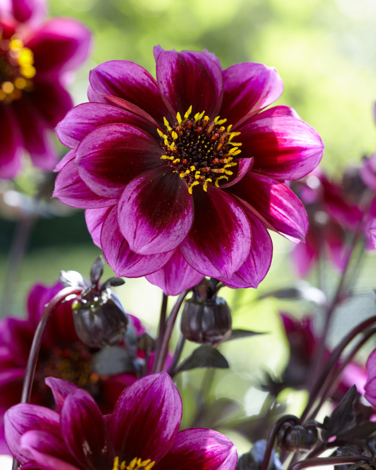 Bulbe annuelle: le Dahlia - Les Aménagements Fleurs-O-Pavé