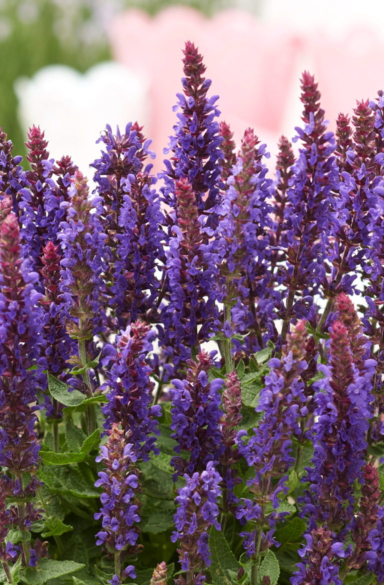 Plante vivace: La sauge - Les Aménagements Fleurs-O-Pavé