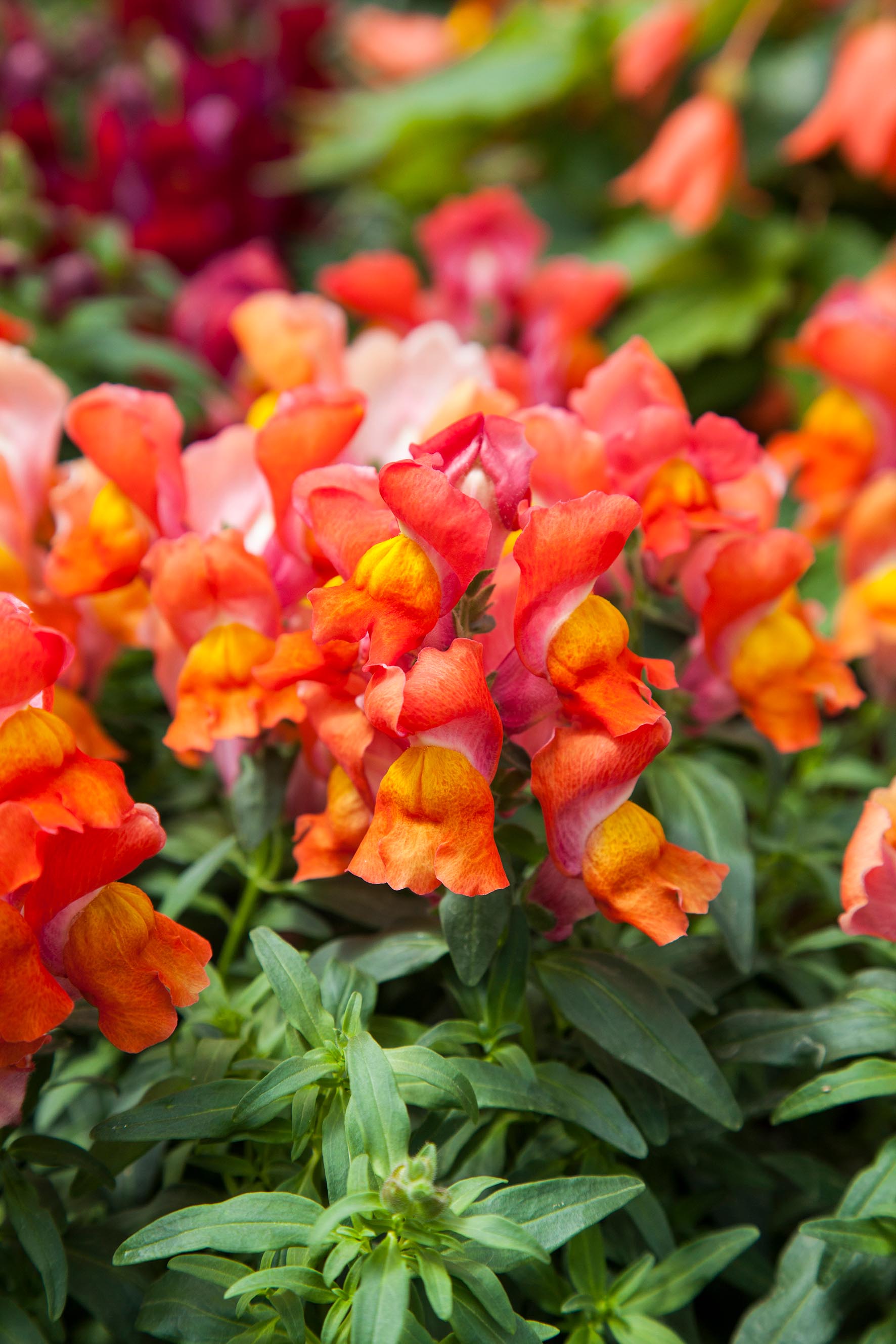 Plante annuelle: Le Muflier - Les Aménagements Fleurs-O-Pavé