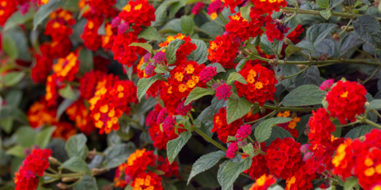 Plante annuelle : Lantanier à fleurs variées Hot Blooded™ Red – Les ...