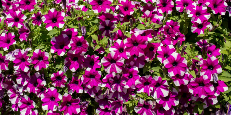 Plante annuelle : Pétunia Shortcake™ Blueberry - Les Aménagements ...