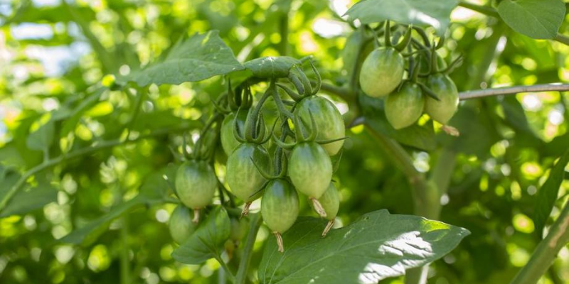 Plante potagère : La tomate ‘Green Doctors’ - Les Aménagements Fleurs-O ...